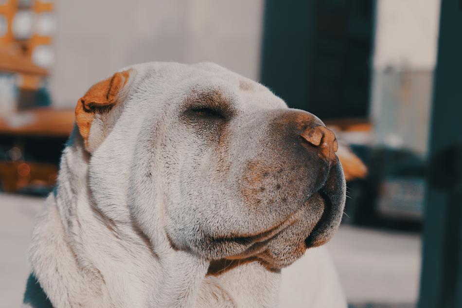 The dog is a big beautiful dog. free image download
