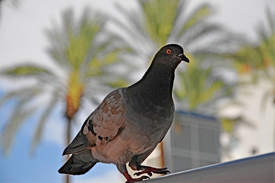 Pigeon roof view free image download