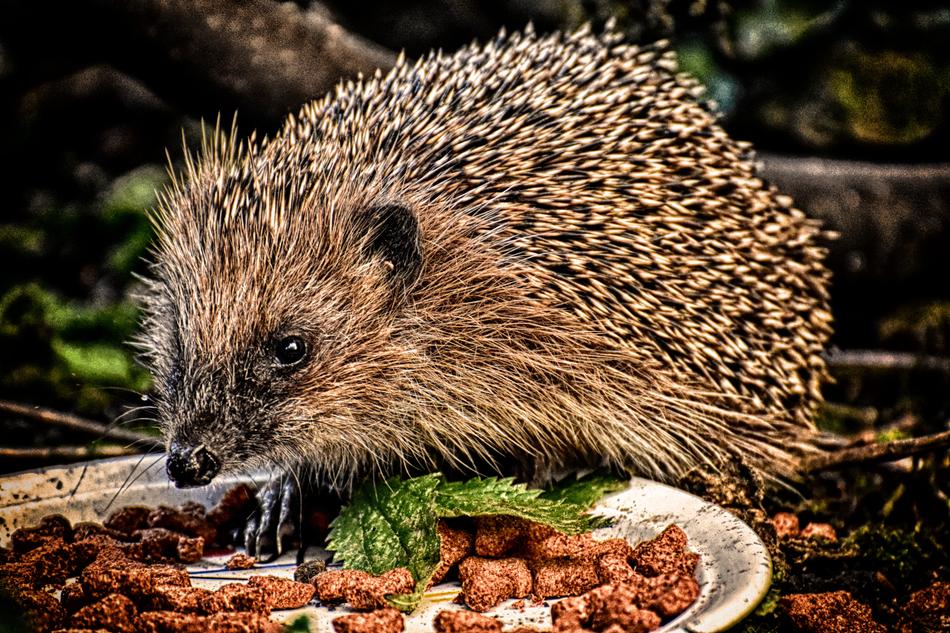 Hedgehog with nuts in a bowl free image download