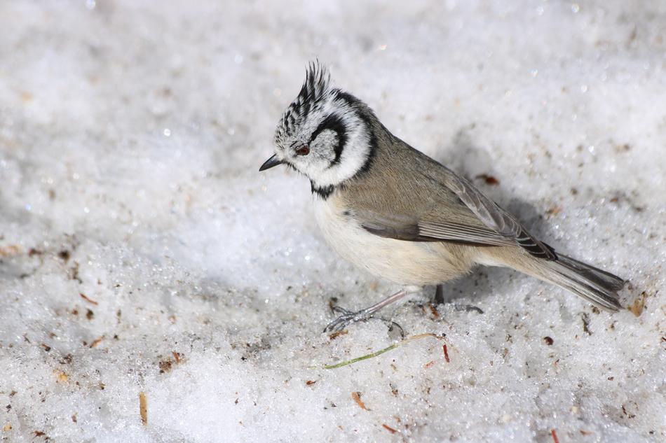 A little bird on the white grass free image download