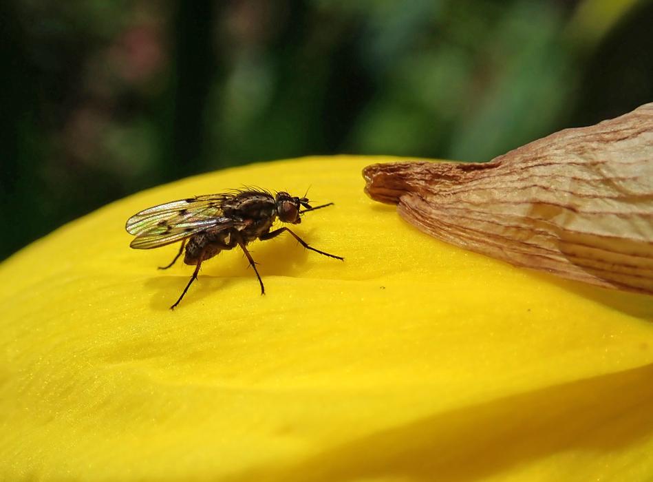 Yellow cap fly free image download