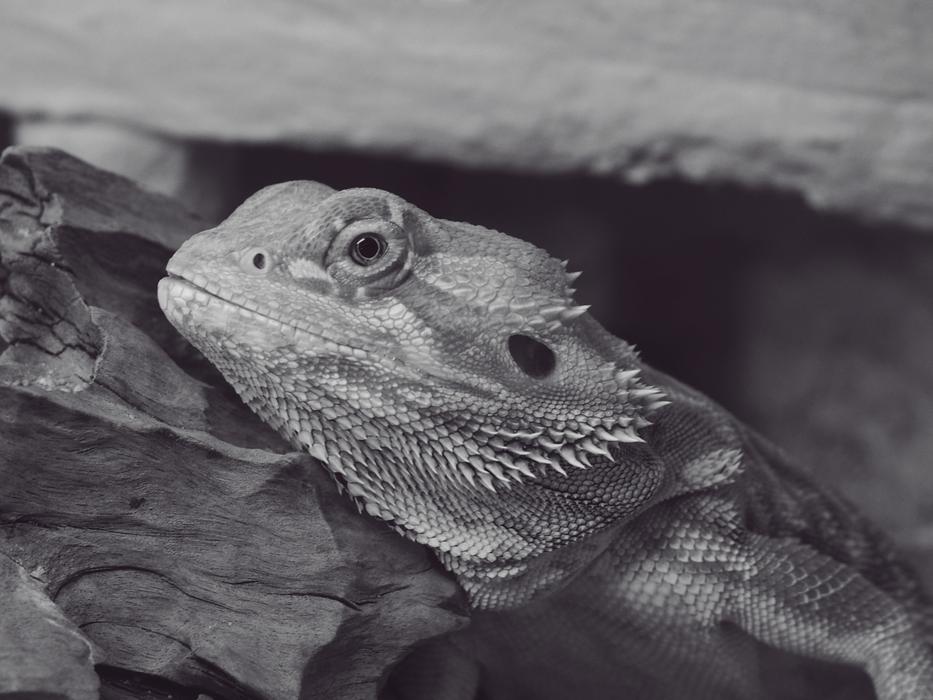 Lizard under a rock free image download